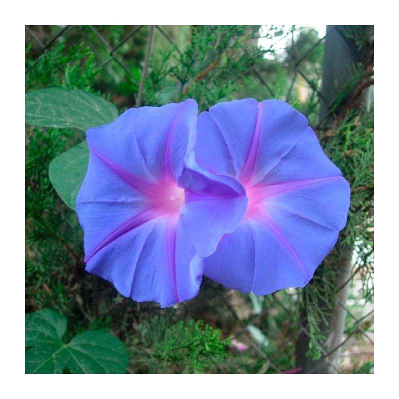 Plantas trepadoras y enredaderas