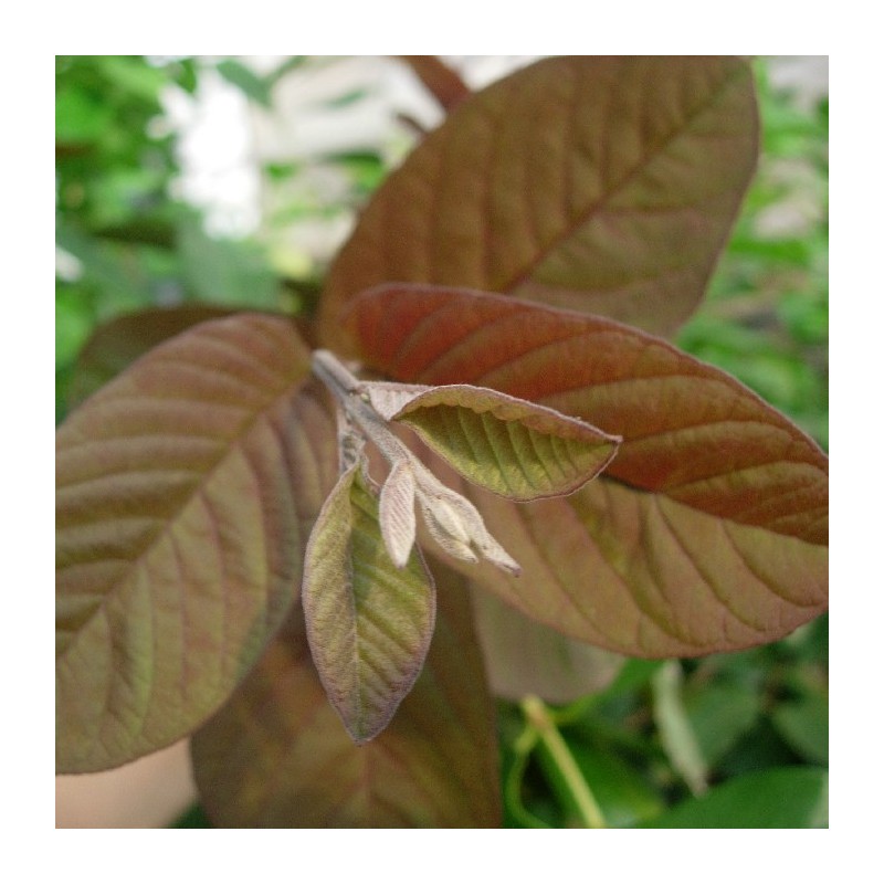 guayaba fresa | comprar guayaba| frutales tropicales | comprar tropicales