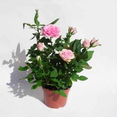 Rosal mini| rosal de interior| comprar rosales| rosales miniatura