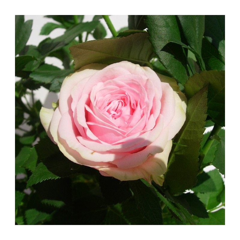 Rosal mini| rosal de interior| comprar rosales| rosales miniatura