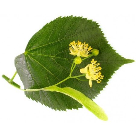 Tilia platyphyllos | Comprar tilo de hojas grandes | tilo plateado|