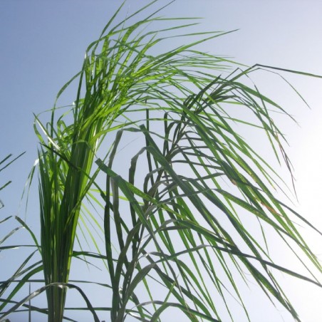 arecastrum romanzoffianum| syagrus romanzoffiana|coco plumoso|cocotero