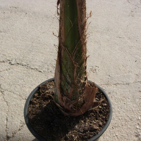 arecastrum romanzoffianum| syagrus romanzoffiana|coco plumoso|cocotero