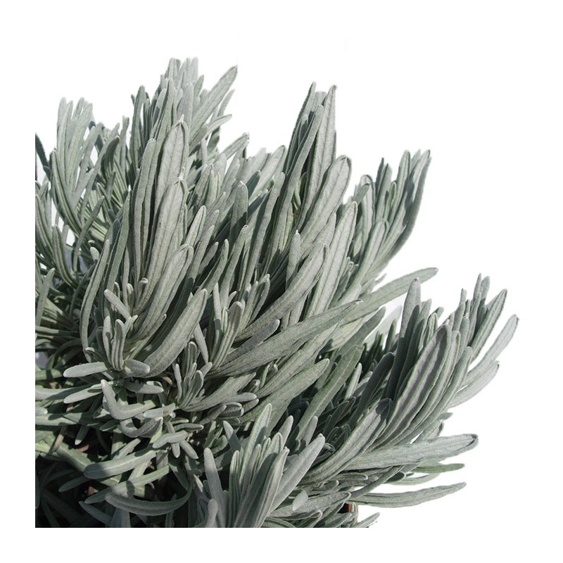 Lavanda officinalis |lavandula officinalis | lavanda angustifolia