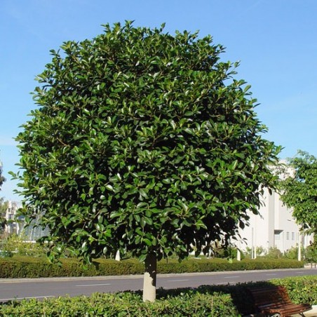 Ficus australis | comprar árboles | arboles hoja perenne |comprar ficus