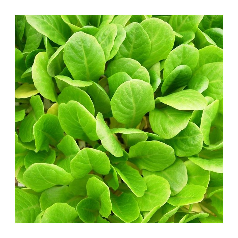 Lechuga| Lechuga cogollo | cogollo | plantas horticolas | huerto urbano ...