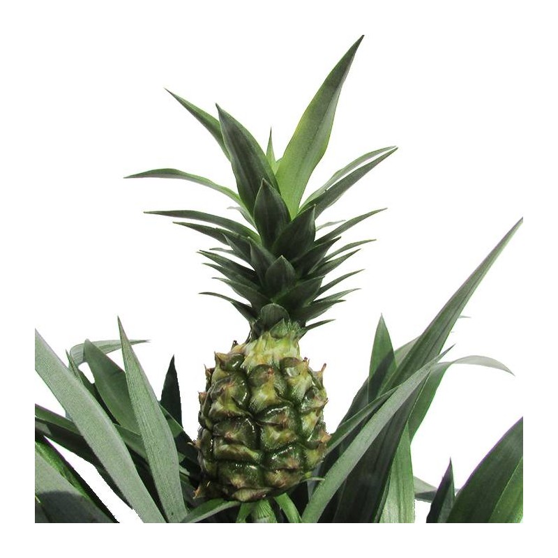Ananas champaca|piña|piña tropical|comprar piña|comprar ananas|piña|