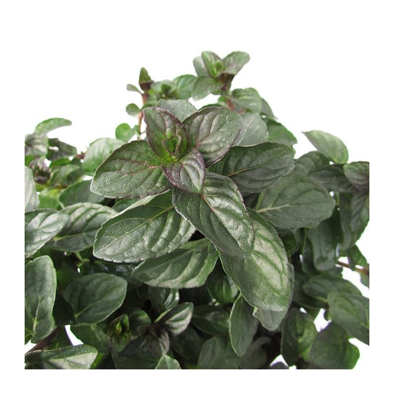 mentha chocolate | mentha piperita | menta chocolate | menta piperita