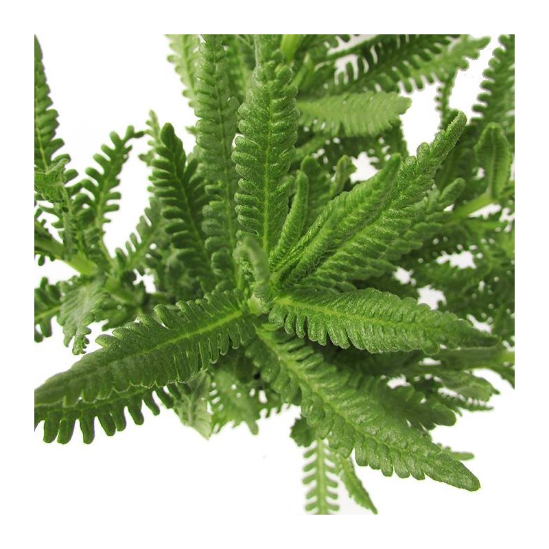 Lavanda dentata | espliego | comprar lavandas | comprar espliego ...