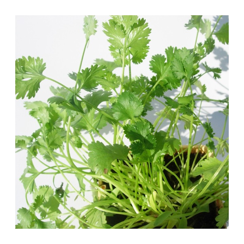 Aromáticas tracionales