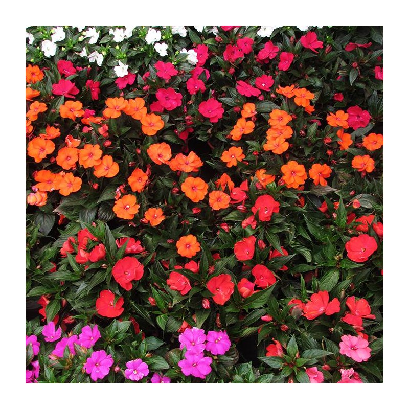 Sunpatiens