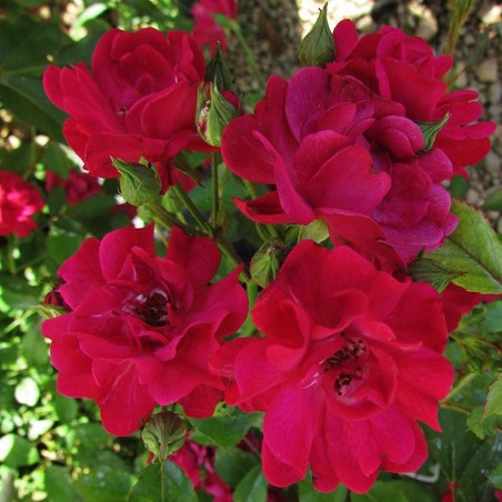 Rosal the fairy damsel | rosal el hada