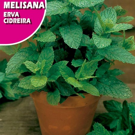 Semillas melisana (melisa)