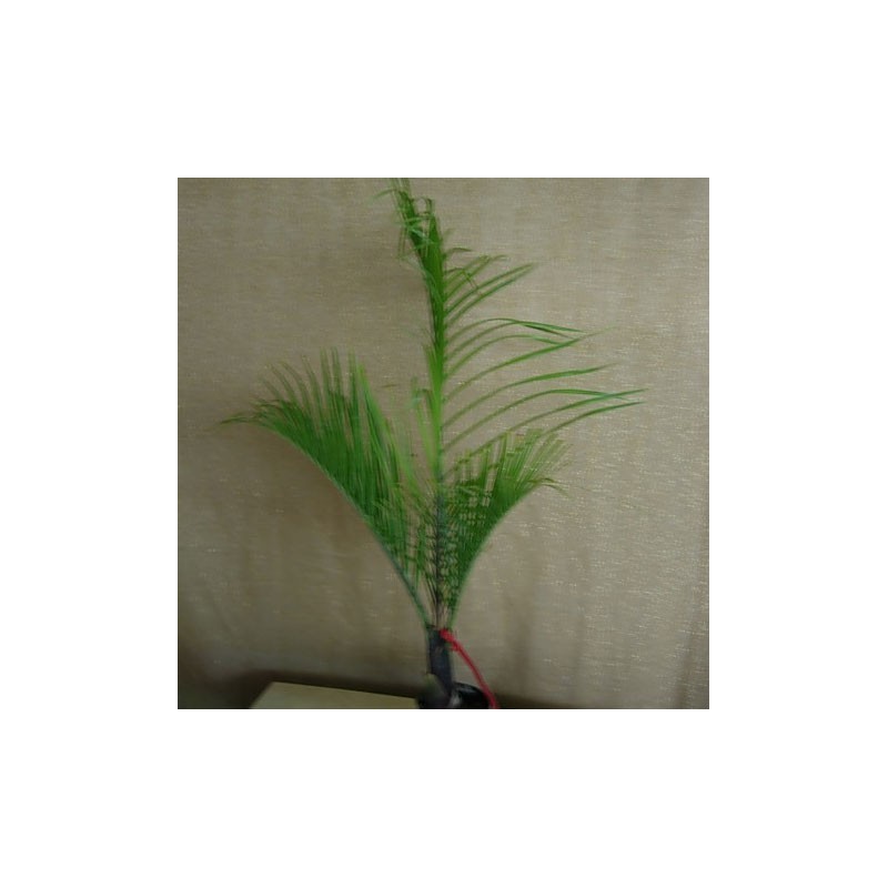 dypsis decary |neodypsis decaryi | palmera triangular|comprar palmeras