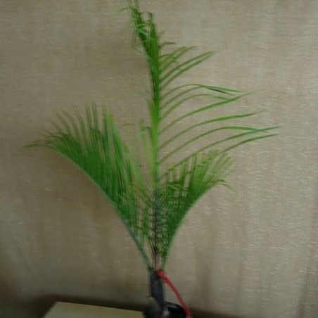 dypsis decary |neodypsis decaryi | palmera triangular|comprar palmeras