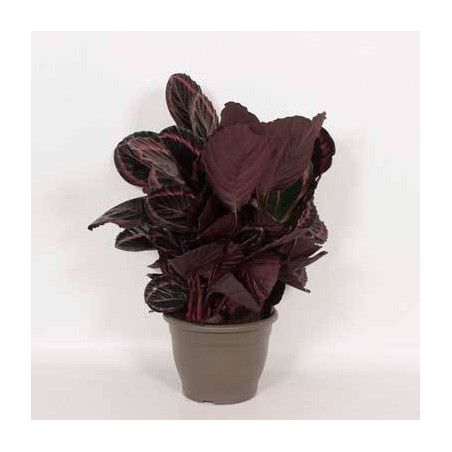 Calathea rosea picta dottie | marantha roja| calathea roja| stroamante