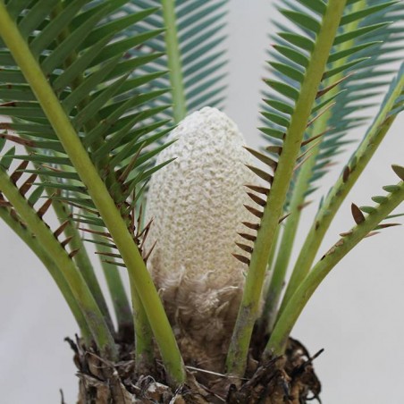 Dioon spinulosum | cyca | diones ejemplares |compra dioon | compra dion