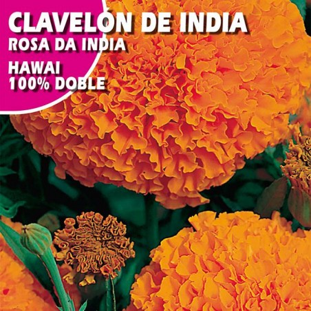 Semillas clavelon de india hawai doble|clavel flor grande|