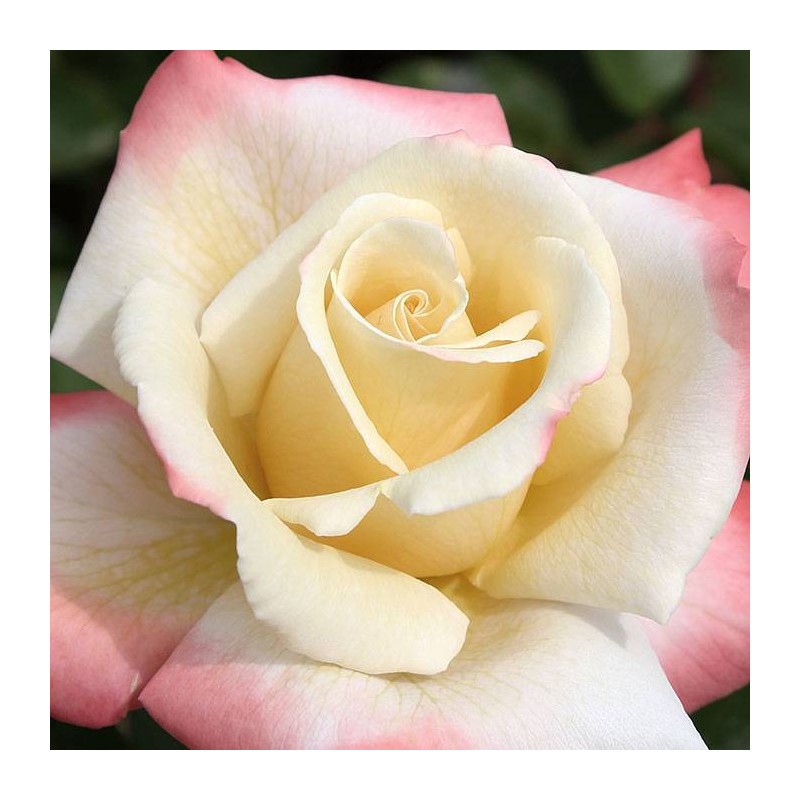 Rosales de flor grande