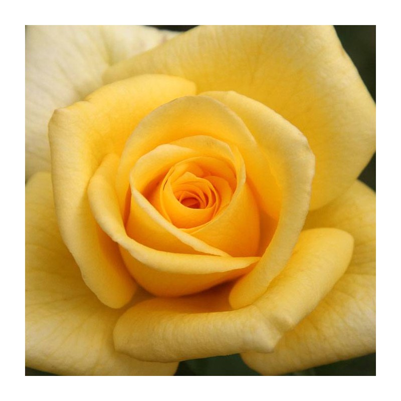 Rosales de flor grande