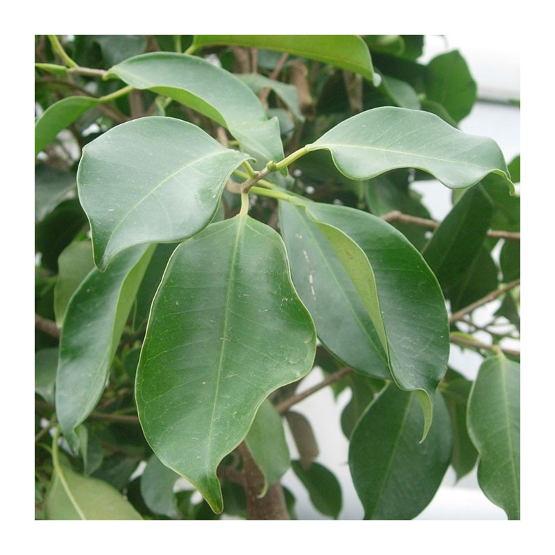 ficus retusa nítida | comprar ficus nítida | ficus nítida retusa|