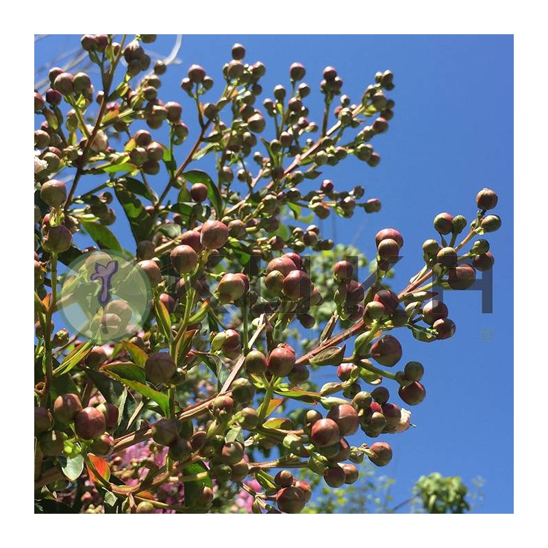 Árbol de júpiter | lagestroemia indica | comprar arbol de jupiter