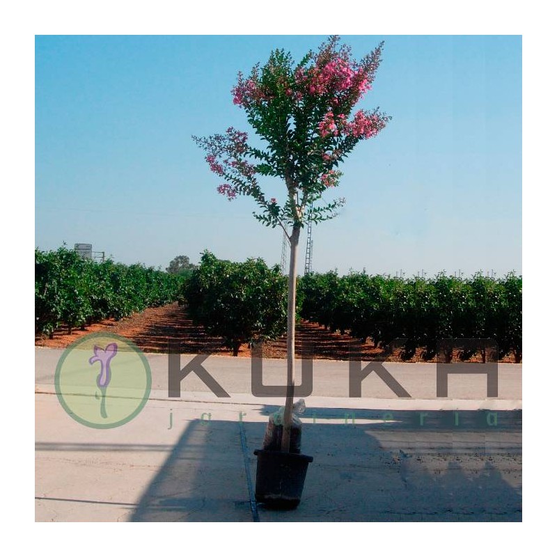 Árbol de júpiter | lagestroemia indica | comprar arbol de jupiter