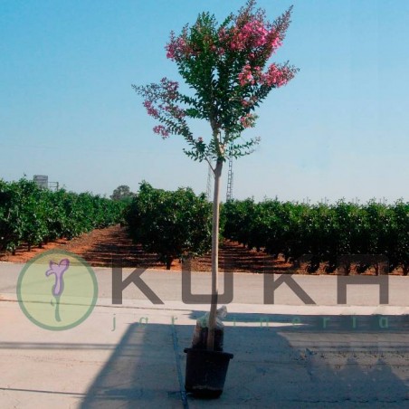 Árbol de júpiter | lagestroemia indica | comprar arbol de jupiter