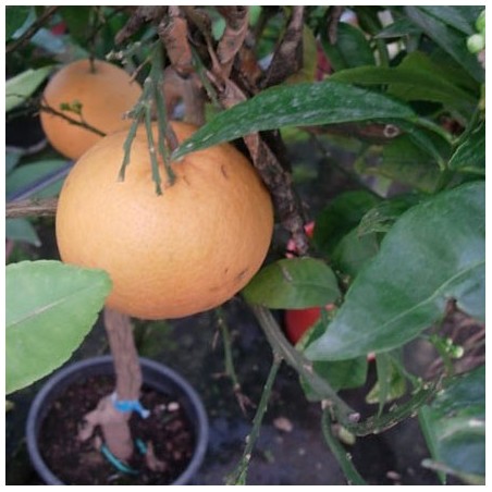 Pomelo Star Ruby | pomero rojo | comprar pomelo | comprar frutales