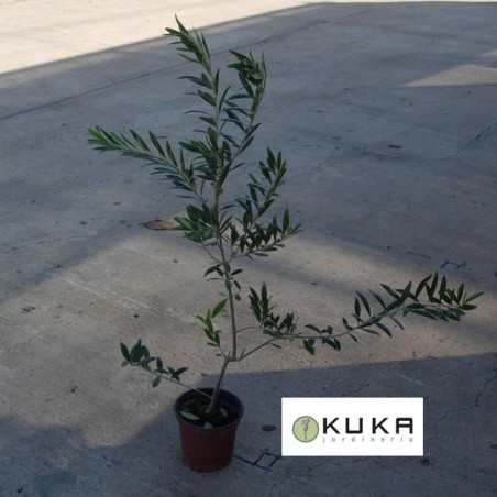 Olivera arbequina | olivo | comprar olivera arbequina | olivos económicos