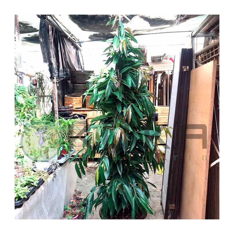 ficus alii king zuil | ficus bnnendijkii alii king zuil | ficus alii