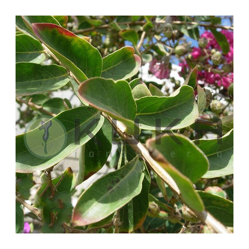 Árbol de júpiter grande |lagestroemia indica|comprar arbol de jupiter|