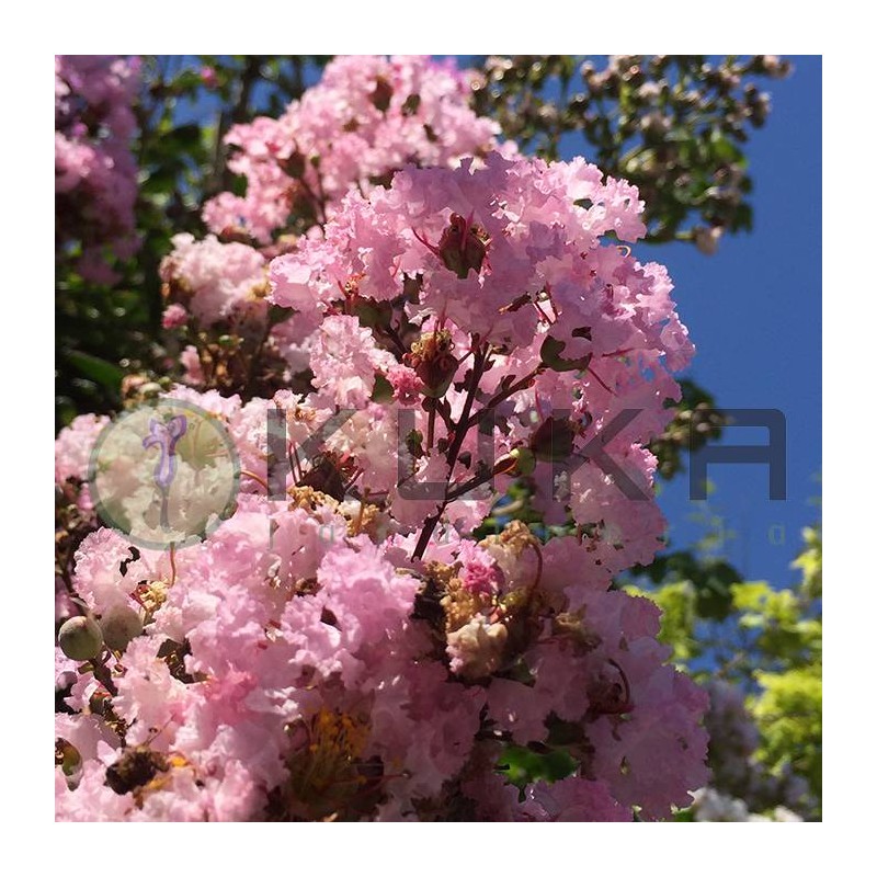 Árbol de júpiter grande |lagestroemia indica|comprar arbol de jupiter|