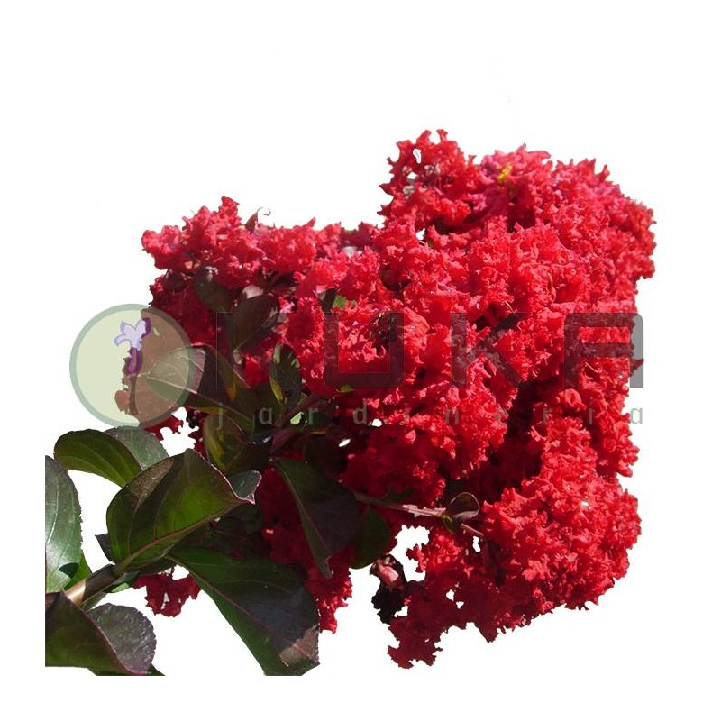 Árbol de júpiter grande |lagestroemia indica|comprar arbol de jupiter|