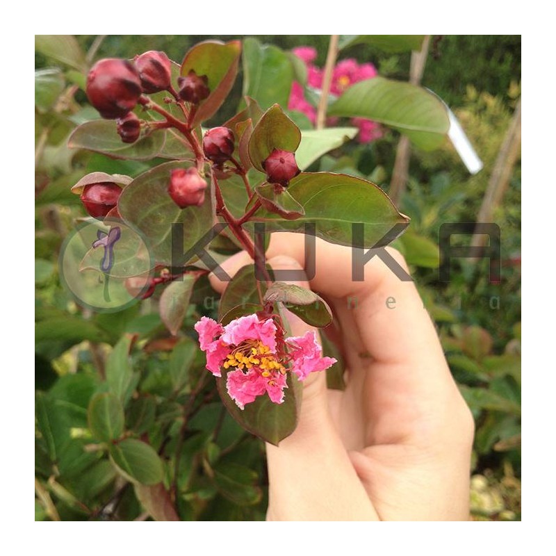Árbol de júpiter grande |lagestroemia indica|comprar arbol de jupiter|