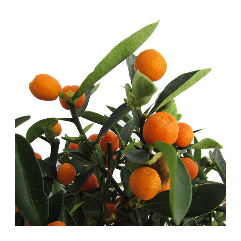 bonsai citrus kinzu| bonsai kinzu|citrus kinzu|naranjos bonsai|