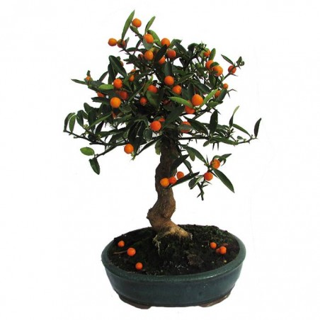 bonsai citrus kinzu| bonsai kinzu|citrus kinzu|naranjos bonsai|