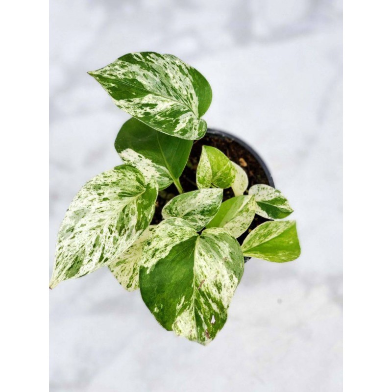 Epipremnum 'Marble Queen' Plants House Plants etna.com.pe