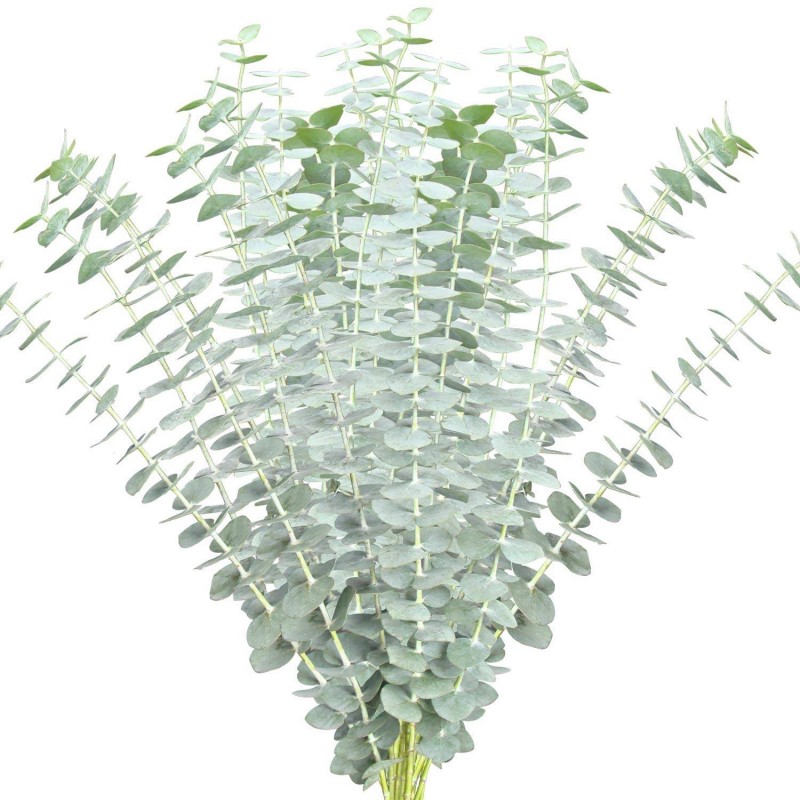 Eucalyptus baby blue|eucalytus enano|eucalyptus medicinal|