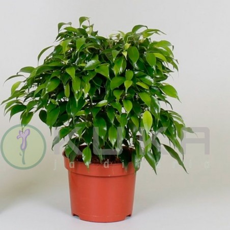 ficus benjamina natasja green kinky|ficus natasja|ficus natacha|ficus ...