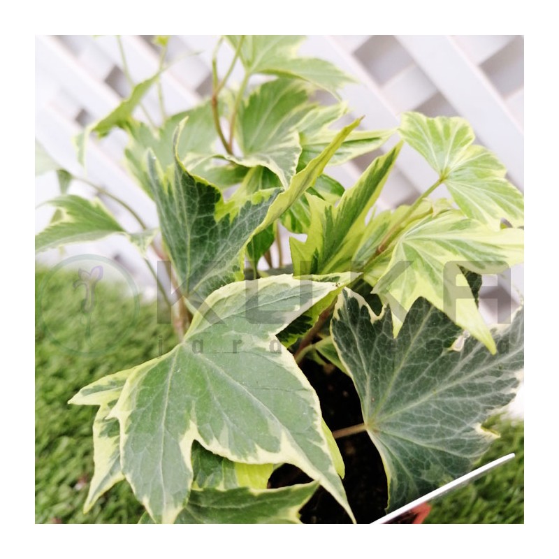 hedera mini