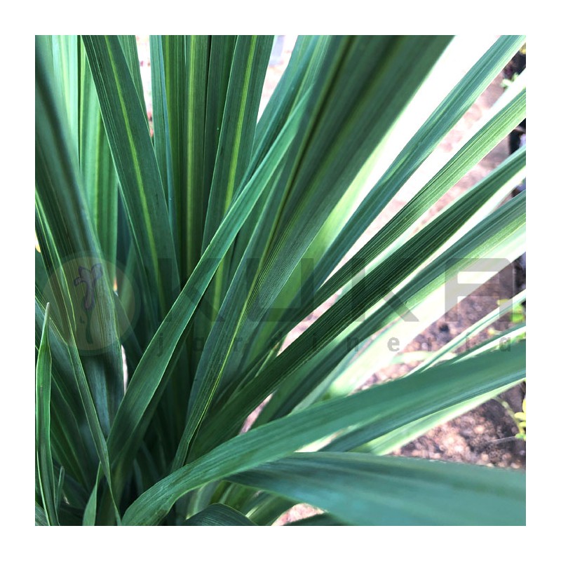 Dracaeina indivisa | dracena indivisa | cordeliny indivisa