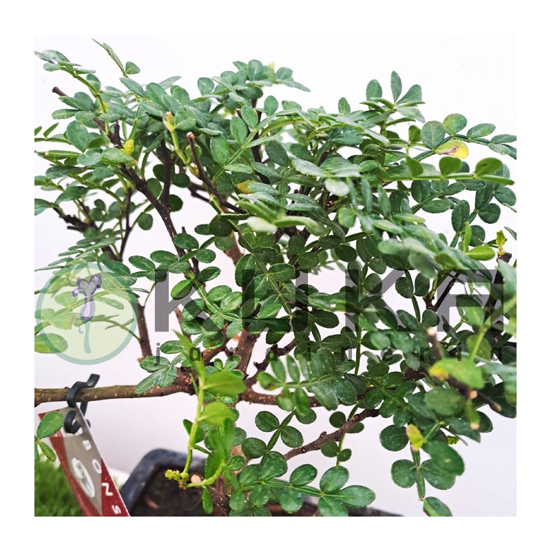 Zanthoxylum piperitum|Bonsái zanthoxylum piperitum|bonsai de interior|