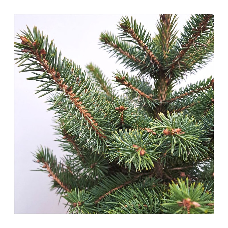 picea pungenssuper blue|picea glauca|abeto azul|pino azul|comprar abeto|
