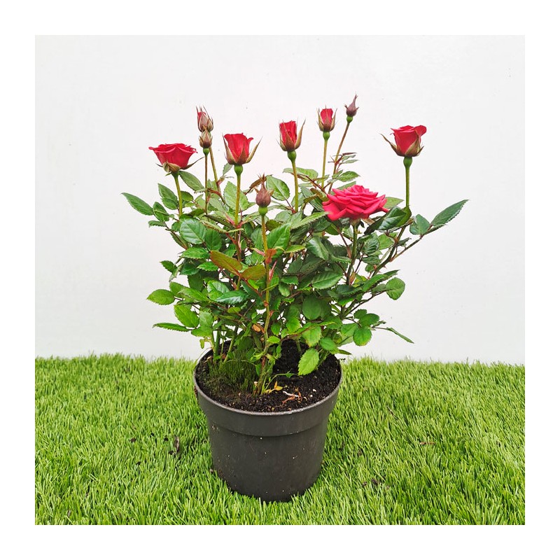 Rosal mini kordana| rosal de interior| comprar rosales| rosales miniatura