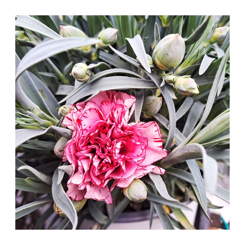 Clavel carnelia| clavel perfumado| clavel enano | clavel oloroso|