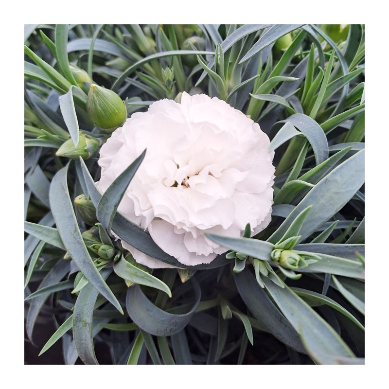 Clavel carnelia| clavel perfumado| clavel enano | clavel oloroso|