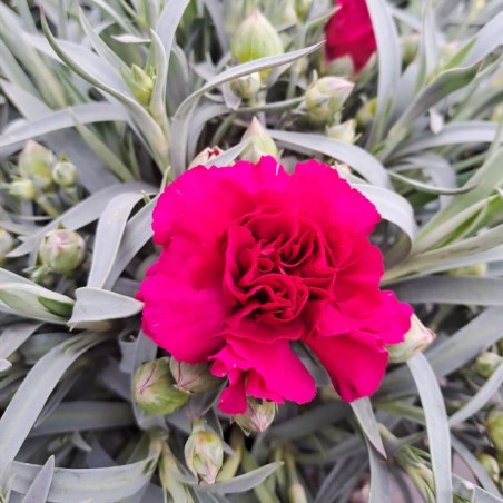 Clavel carnelia| clavel perfumado| clavel enano | clavel oloroso|