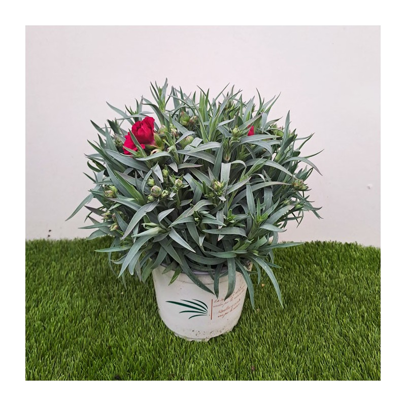 Clavel carnelia| clavel perfumado| clavel enano | clavel oloroso|