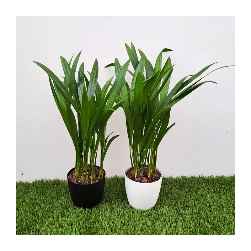 areca lutescens | dypsis lutescens | palmera de interior| palmera econ